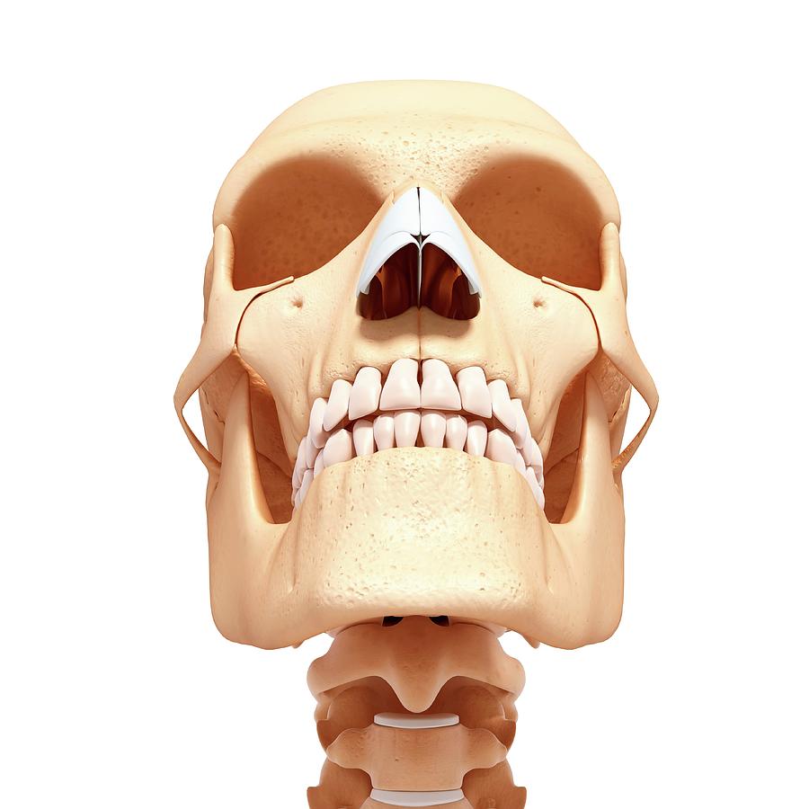 Human Skull #13 by Science Photo Library