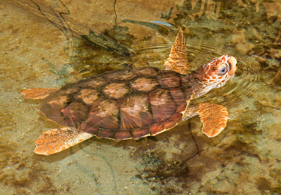 Loggerhead Sea Turtle Photograph by Millard H. Sharp