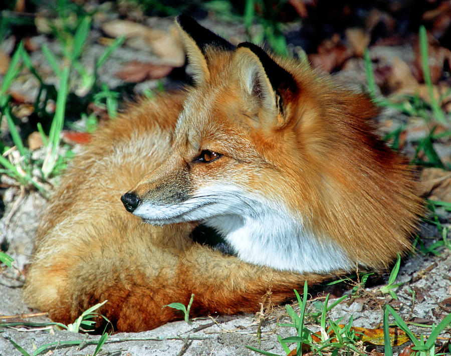 Red Fox Photograph by Millard H. Sharp | Pixels