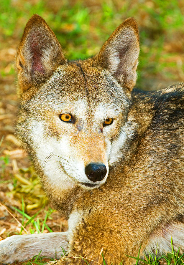 Red Wolf Photograph by Millard H. Sharp - Fine Art America