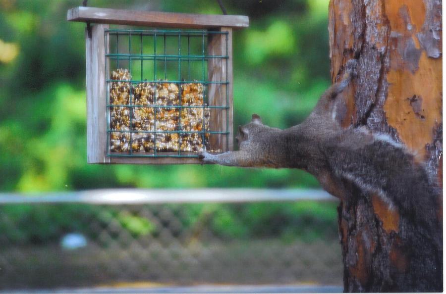 Squirrel Photograph by Robert Floyd - Fine Art America