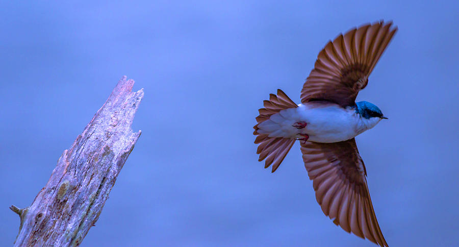 Tree Swallow Photograph by Brian Stevens - Fine Art America