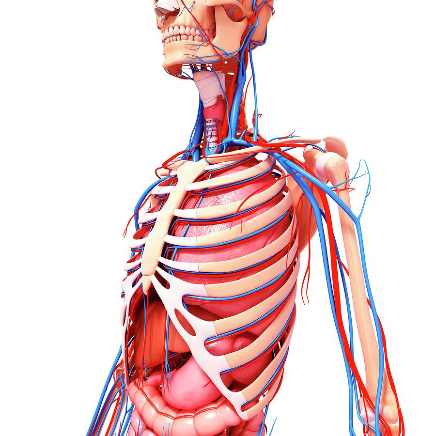 Human Anatomy Photograph by Pixologicstudio/science Photo Library ...