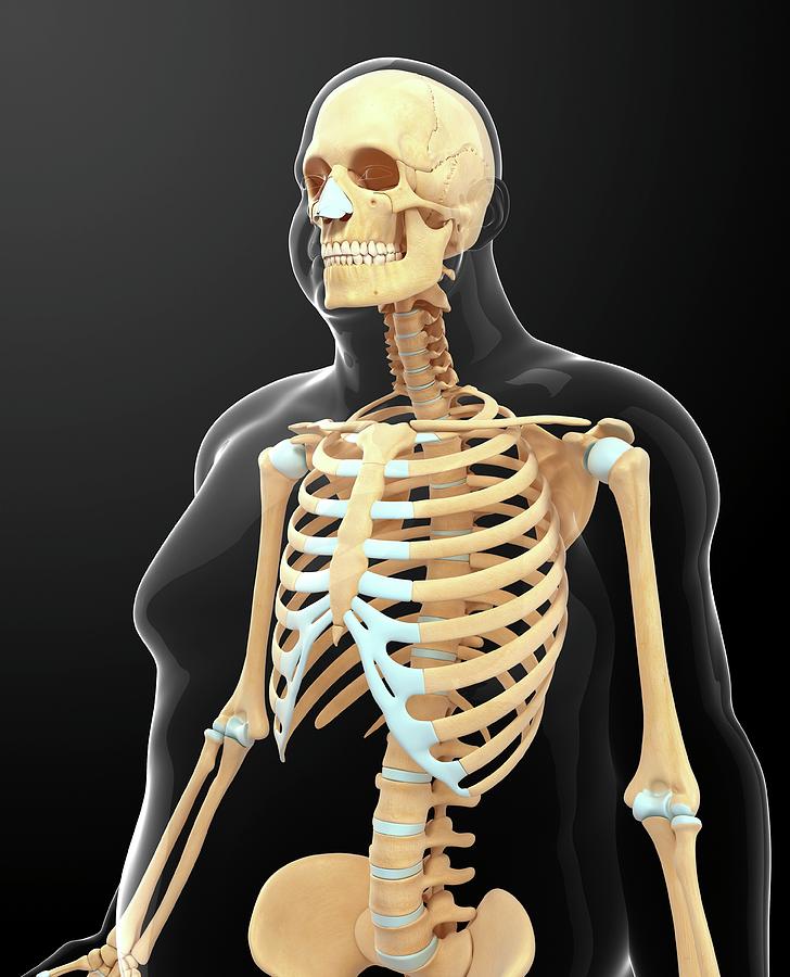 Human Skeletal System #138 by Science Photo Library