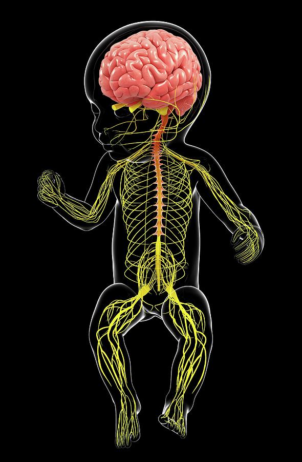 Baby's Nervous System #14 by Science Photo Library
