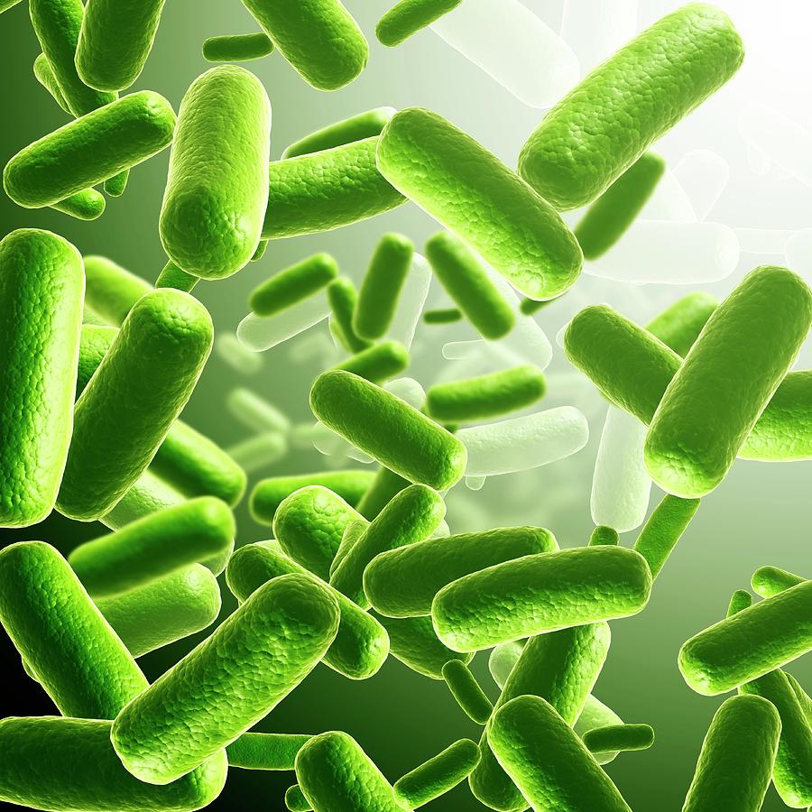 Bacteria Photograph by Pixologicstudio/science Photo Library - Fine Art ...