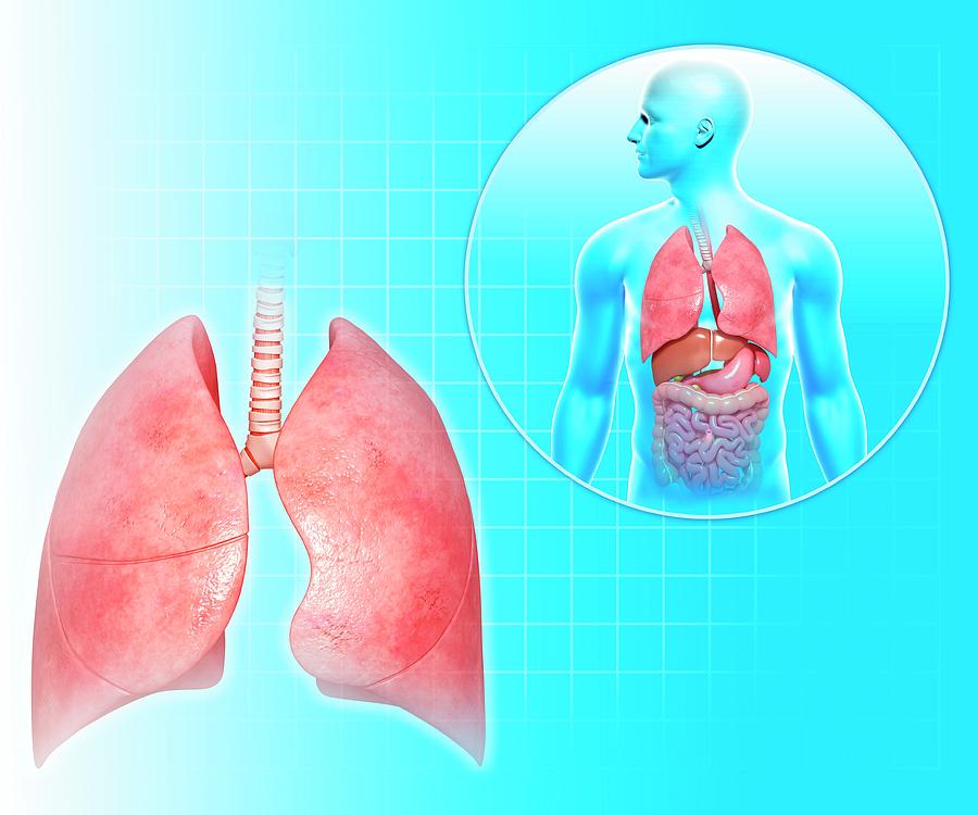 Healthy Lungs Photograph by Pixologicstudio/science Photo Library ...