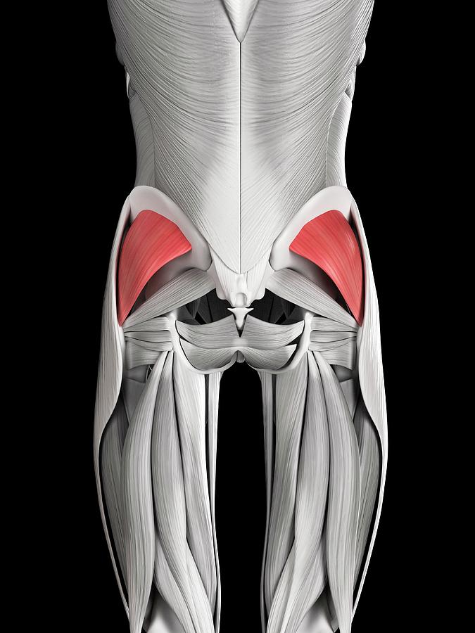Human Buttock Muscles Photograph By Sebastian Kaulitzki Pixels