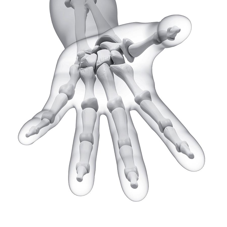 Human Hand Bones #14 by Pixologicstudio / Science Photo Library