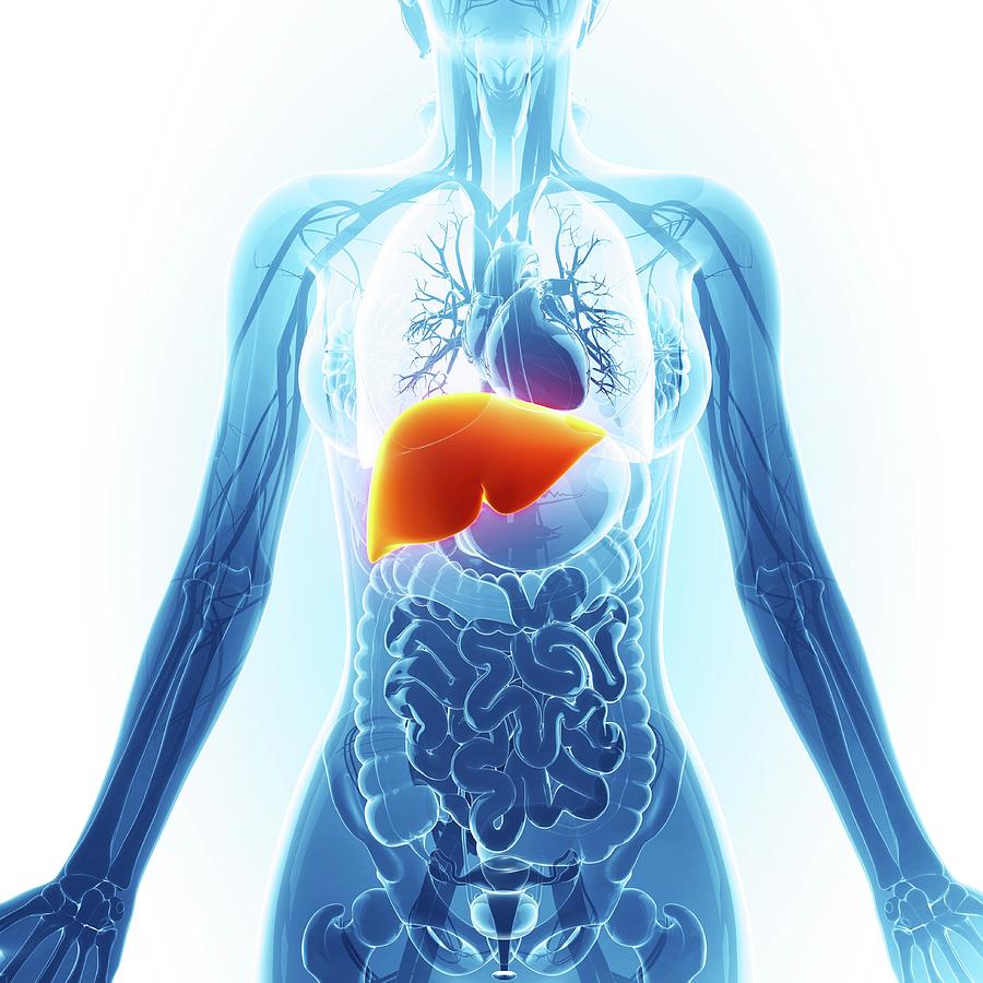 Human Liver Photograph by Pixologicstudio - Fine Art America