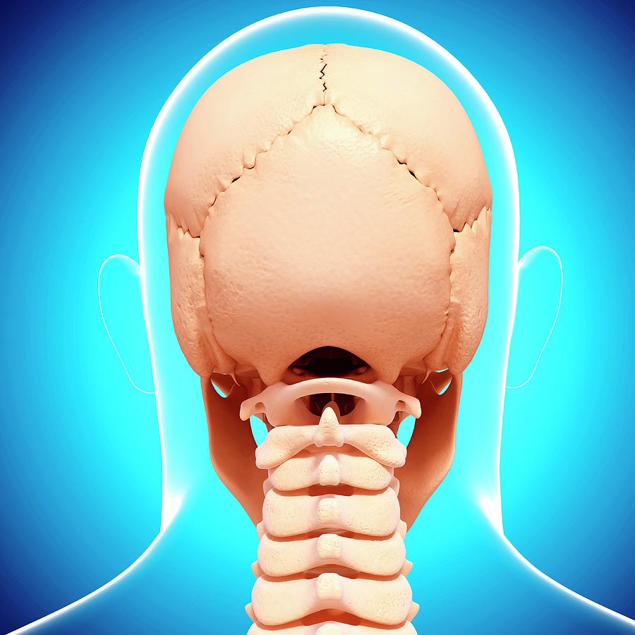 Human Skull #14 by Science Photo Library