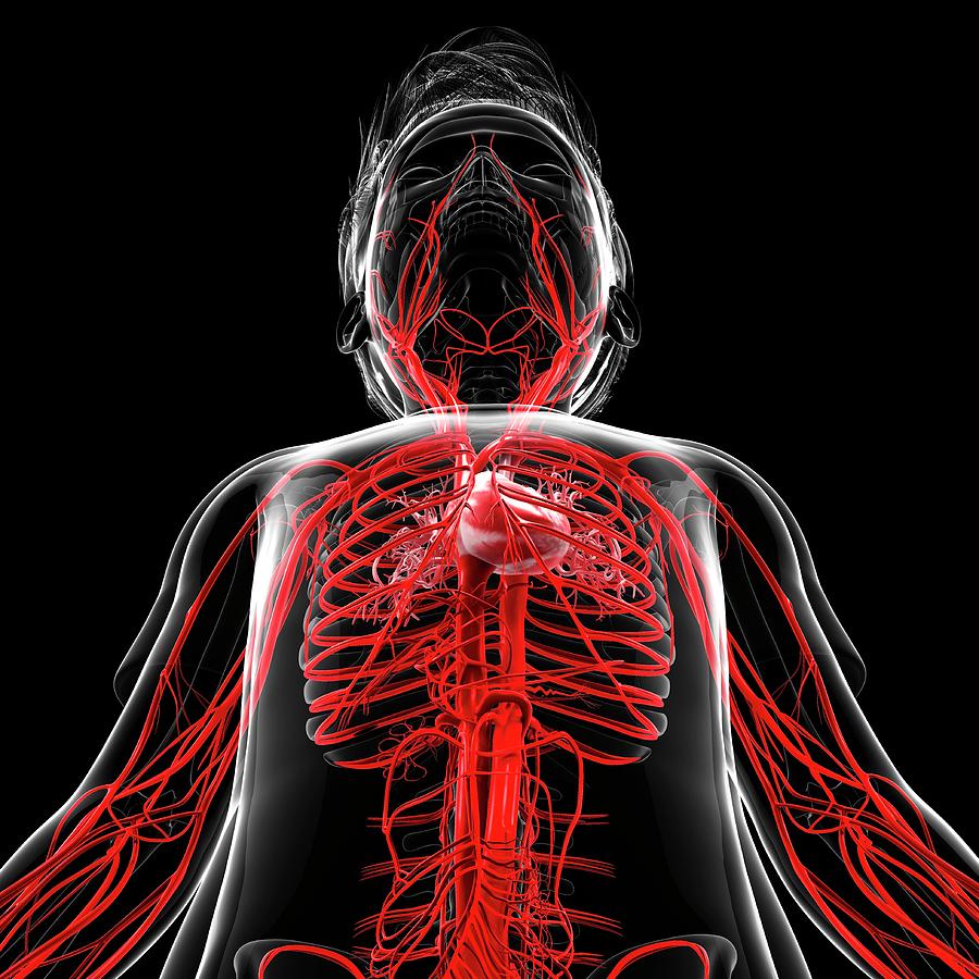 Human Vascular System #14 Photograph by Pixologicstudio / Science Photo ...