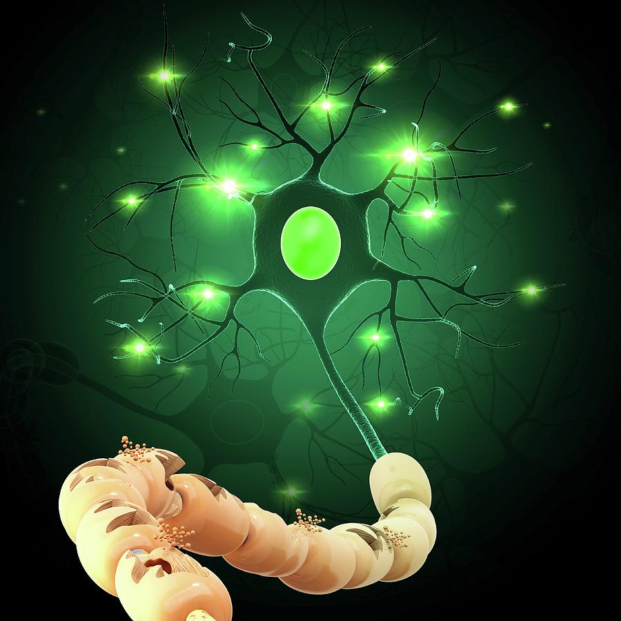 Nerve Cell #14 by Science Photo Library