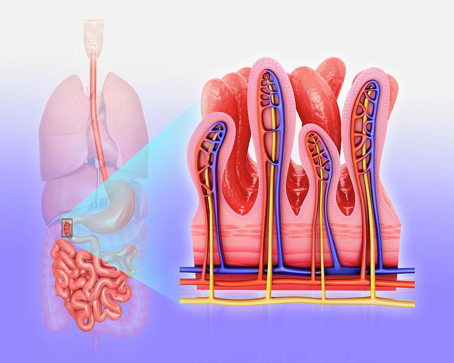 Small Intestinal Wall #14 by Science Photo Library