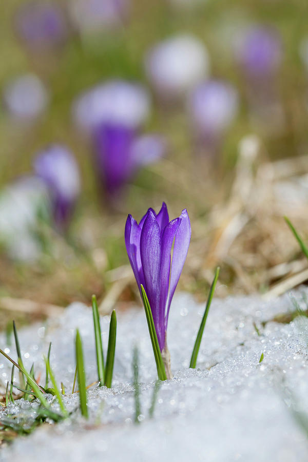 Spring Crocus (crocus Vernus Photograph by Martin Zwick - Fine Art America