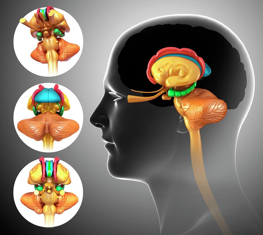 Human Brain Anatomy Photograph by Pixologicstudio/science Photo Library ...