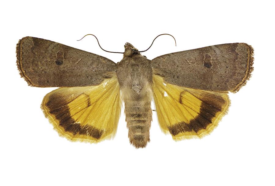 Untitled 1473 Photograph by Science Photo Library - Fine Art America