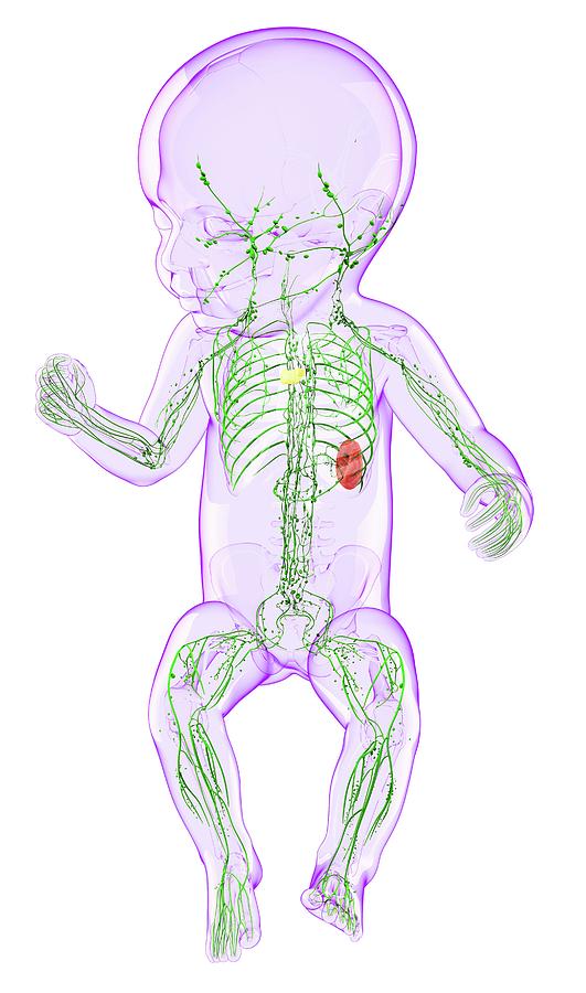 Baby's Lymphatic System #15 by Science Photo Library