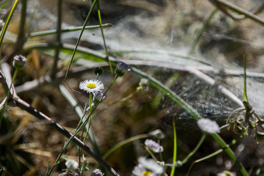 Doremi Photograph by Marit Runyon | Fine Art America