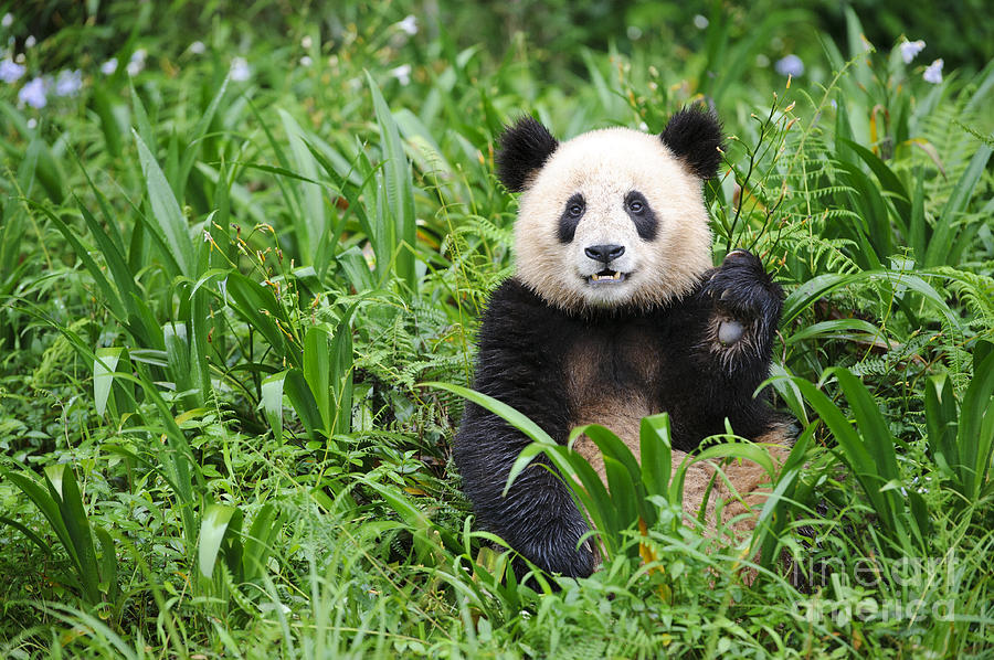 Giant Panda Photograph by John Shaw - Fine Art America