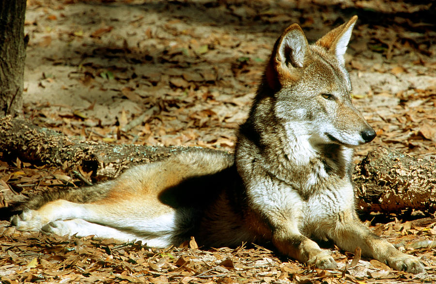 Red Wolf Photograph by Millard H. Sharp - Pixels