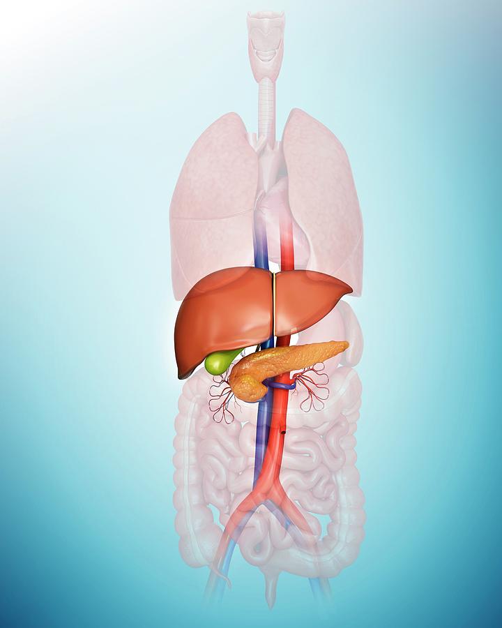 Human Internal Organs Photograph by Pixologicstudio | Pixels