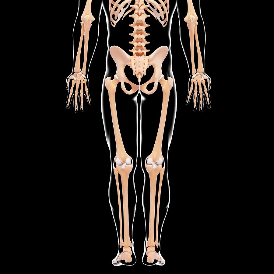 Human Skeleton #151 by Pixologicstudio / Science Photo Library