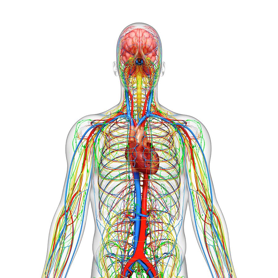 Human Anatomy Photograph by Pixologicstudio/science Photo Library