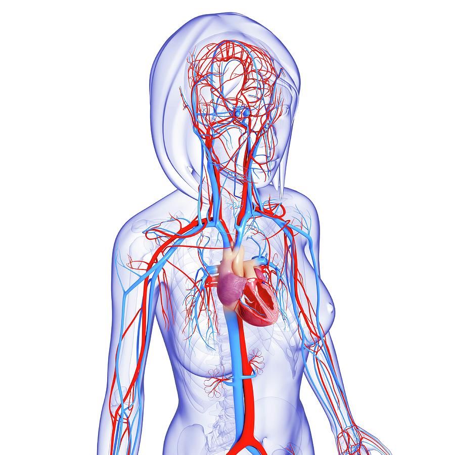 Female Cardiovascular System Photograph by Pixologicstudio/science ...