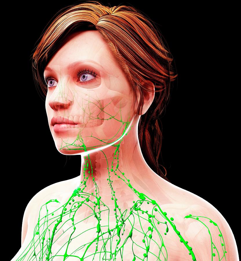 Female Lymphatic System Photograph by Pixologicstudio/science Photo ...