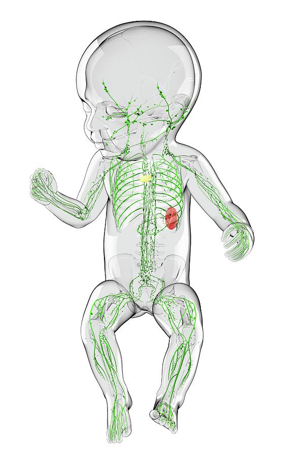 Baby's Lymphatic System #16 by Science Photo Library