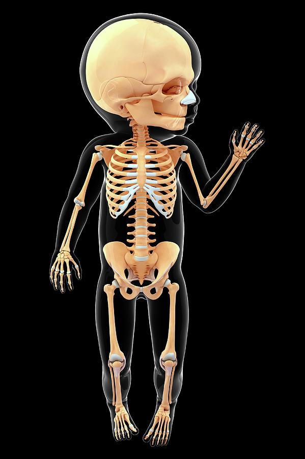 Baby's Skeletal System Photograph by Pixologicstudio - Fine Art America