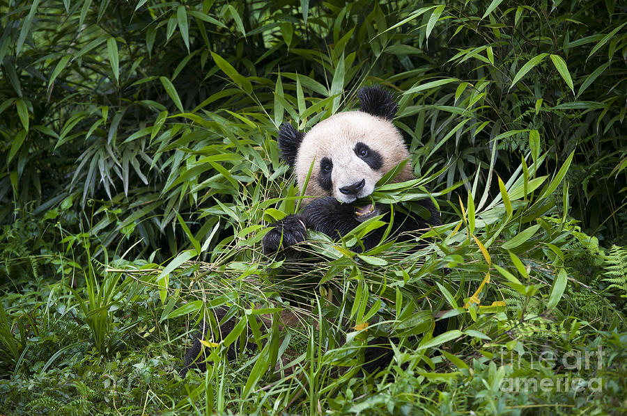 Giant Panda Photograph by John Shaw - Fine Art America