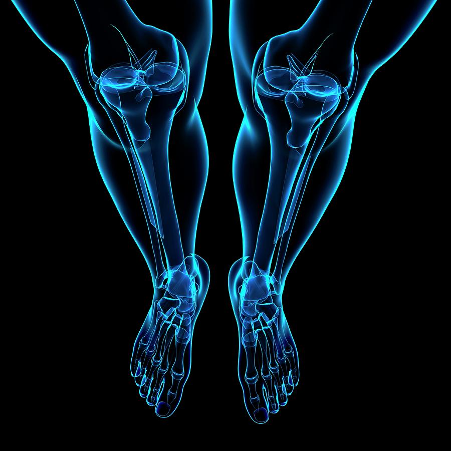 Human Leg Bones #16 by Science Photo Library