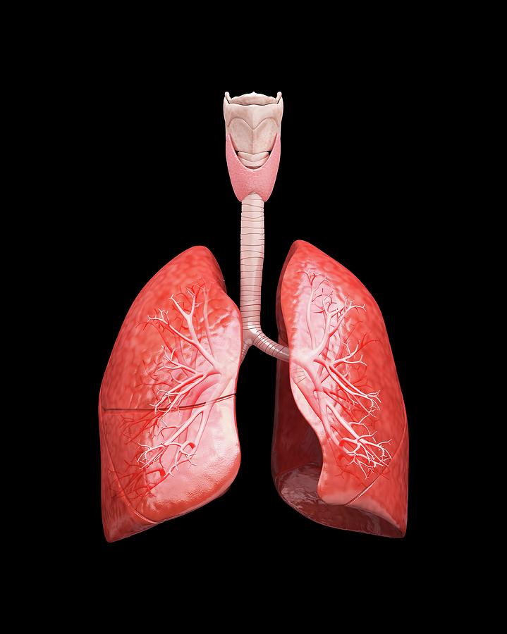 Human Lungs Real How Do Real Lungs Work In Human Body?, Lungs