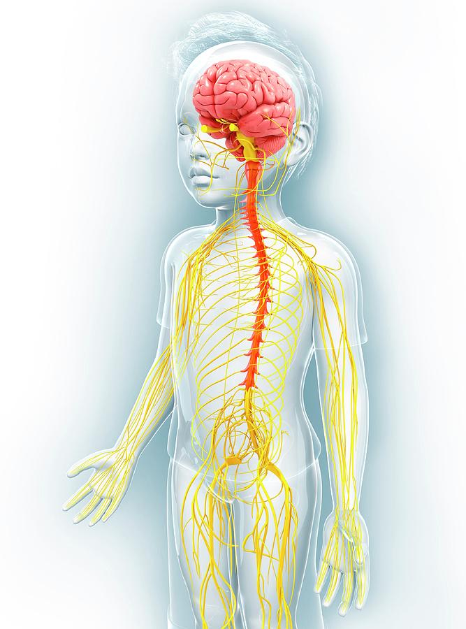 Human Nervous System #16 Photograph by Science Photo Library - Pixels