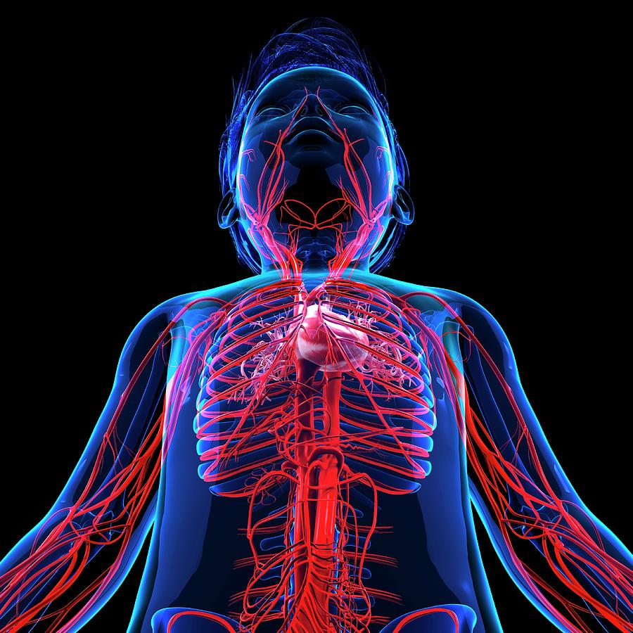 Human Vascular System Photograph by Pixologicstudio - Pixels