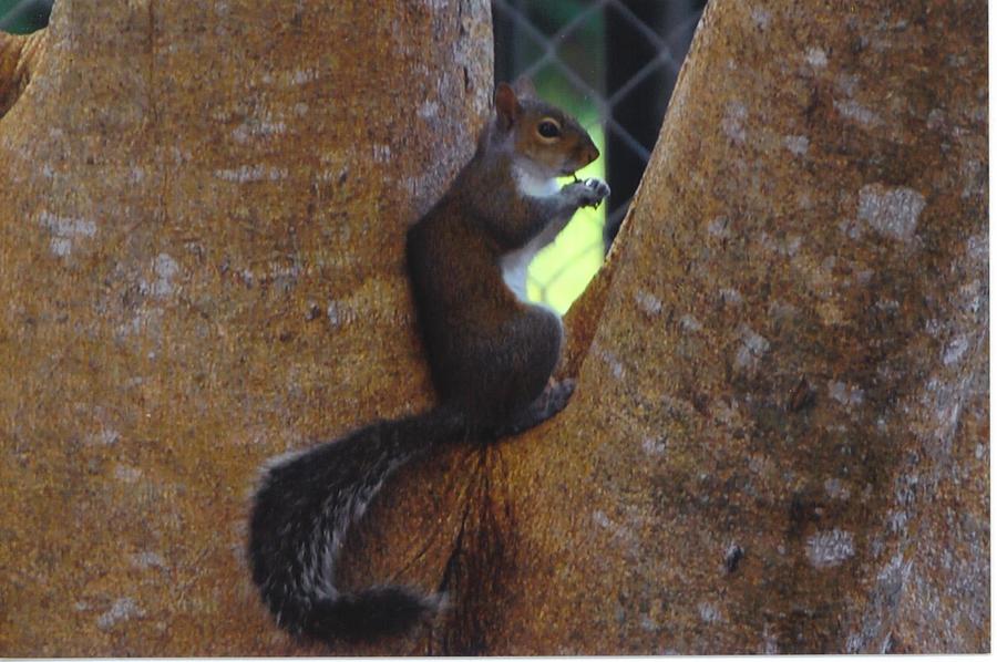 Squirrel Photograph by Robert Floyd - Fine Art America