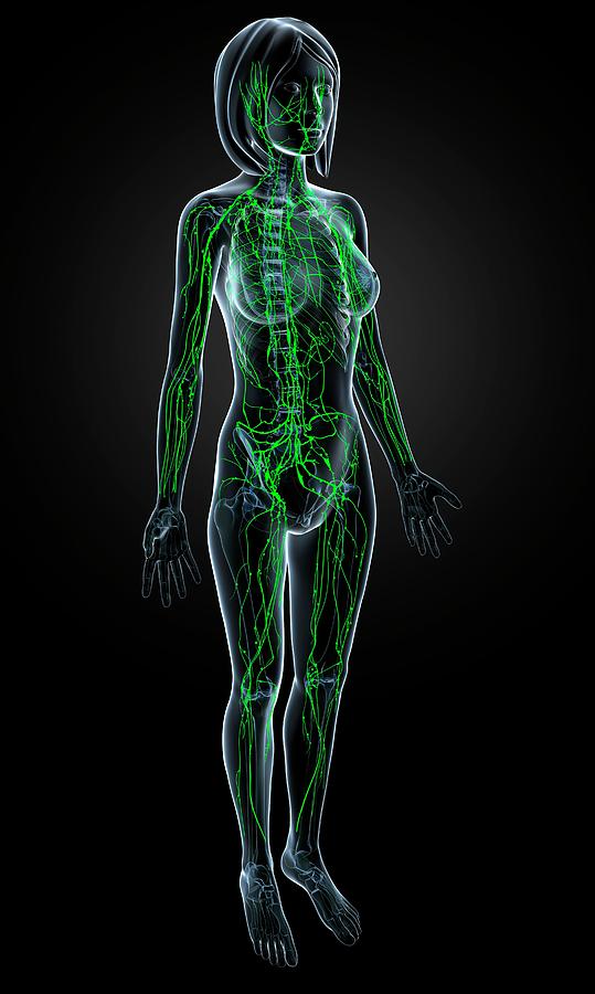 Female Lymphatic System Photograph by Pixologicstudio/science Photo Library