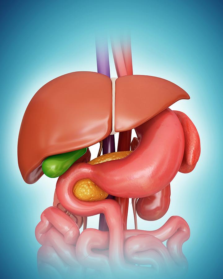 Human Internal Organs Photograph by Pixologicstudio - Fine Art America
