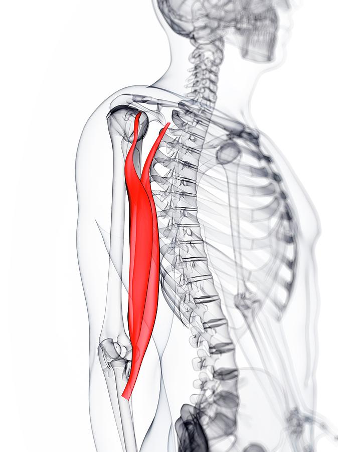 Arm Muscle Photograph by Sciepro/science Photo Library | Pixels