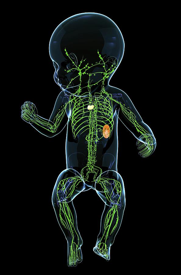 Baby's Lymphatic System #17 by Science Photo Library