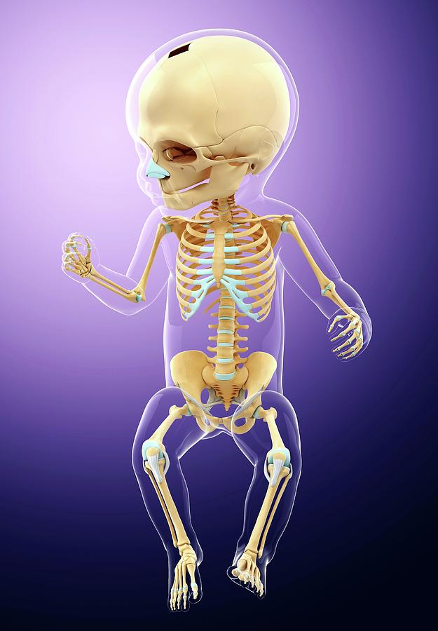 Baby's Skeletal System #17 Photograph by Pixologicstudio - Pixels