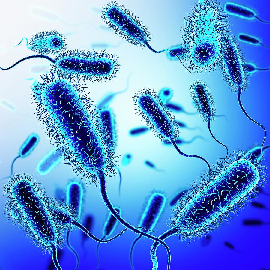 E. Coli Bacteria #17 by Science Photo Library