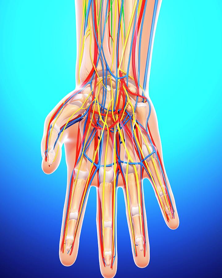 Hand Anatomy Photograph by Pixologicstudio/science Photo Library - Pixels