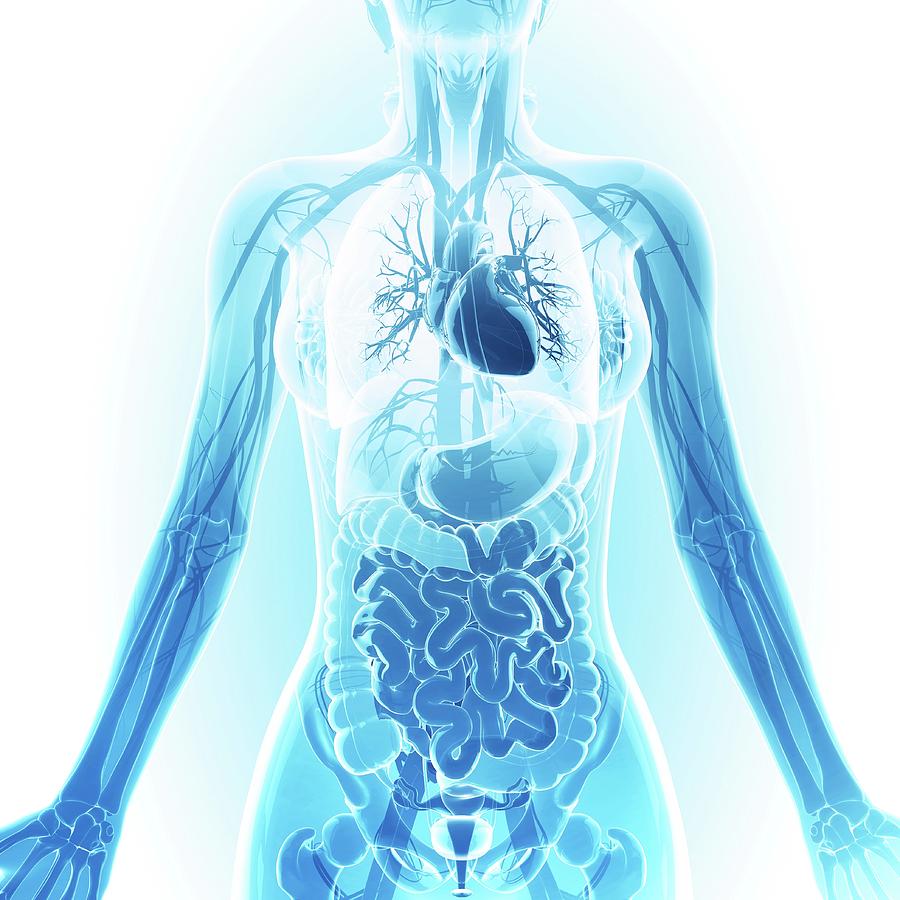 Human Internal Organs #17 by Science Photo Library