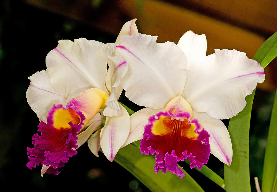 Cattleya Photograph by Millard H. Sharp - Fine Art America