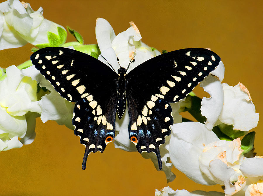 Eastern Black Swallowtail Photograph by Millard H. Sharp - Fine Art America