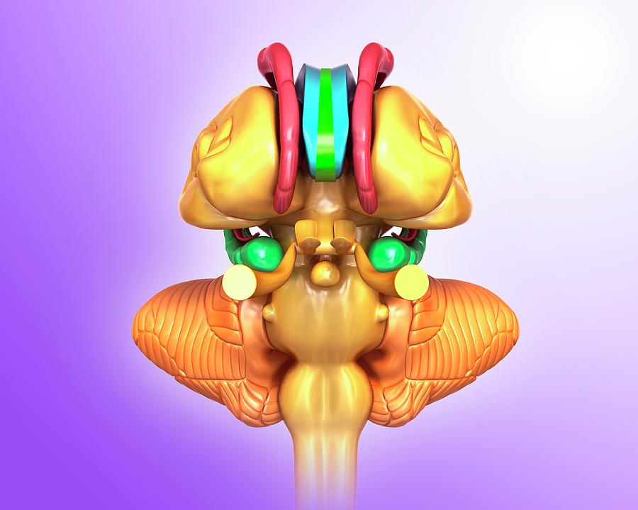 Human Brain Structures #18 by Science Photo Library
