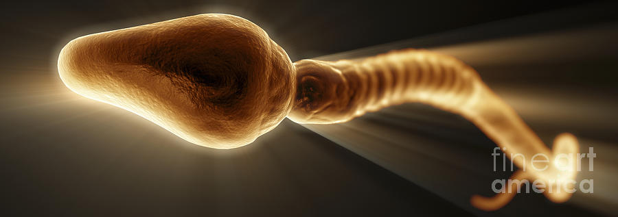 Human Sperm Photograph by Science Picture Co | Pixels